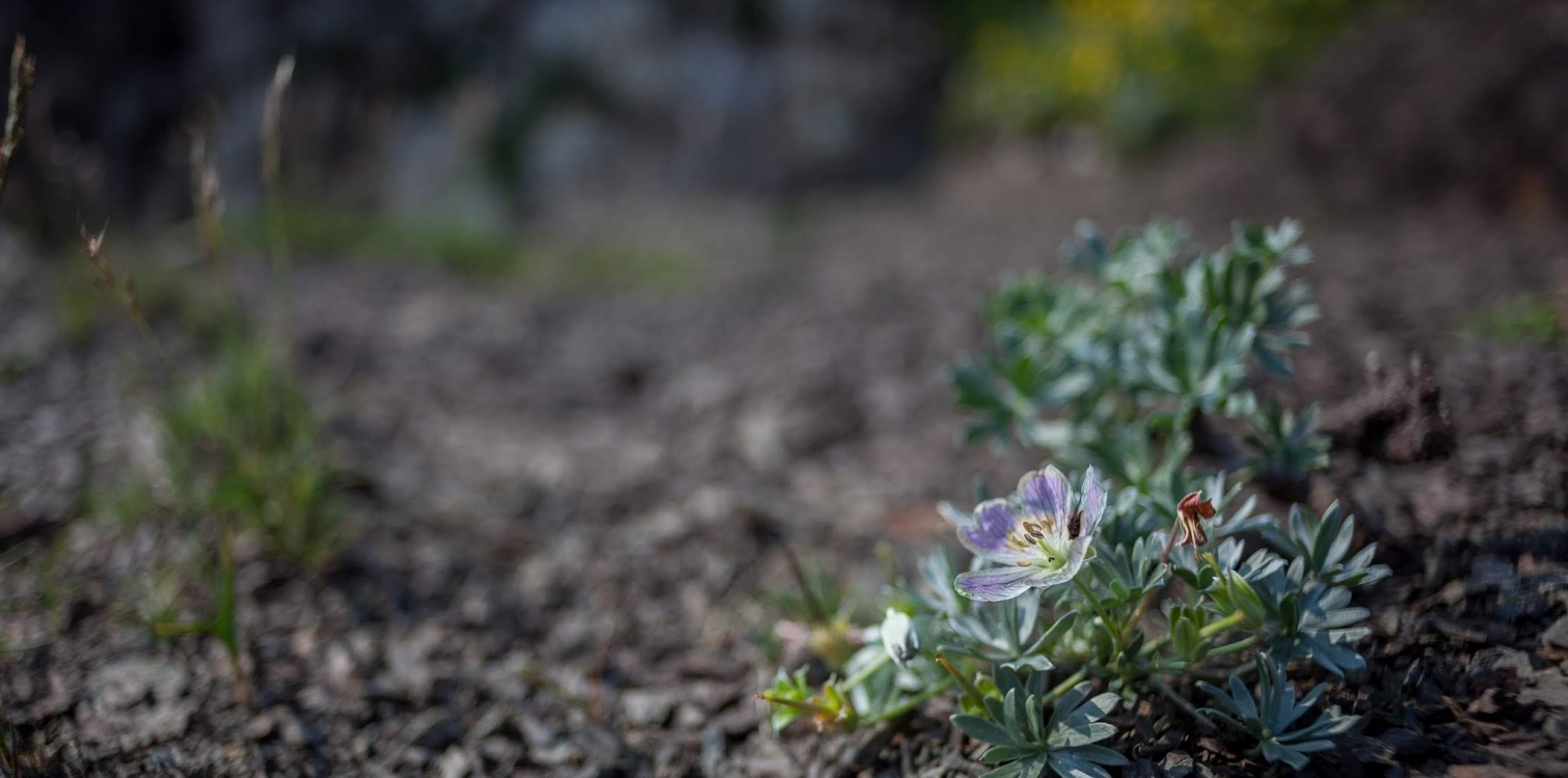 Kako rastline in živali spremenijo površino planeta | Podrobnosti ...