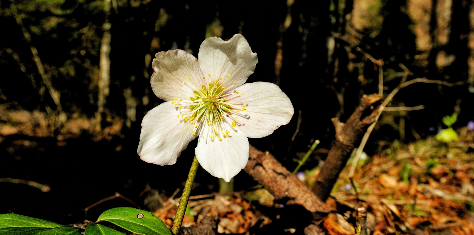 Črni teloh | Podrobnosti vsebine | Triglavska zakladnica