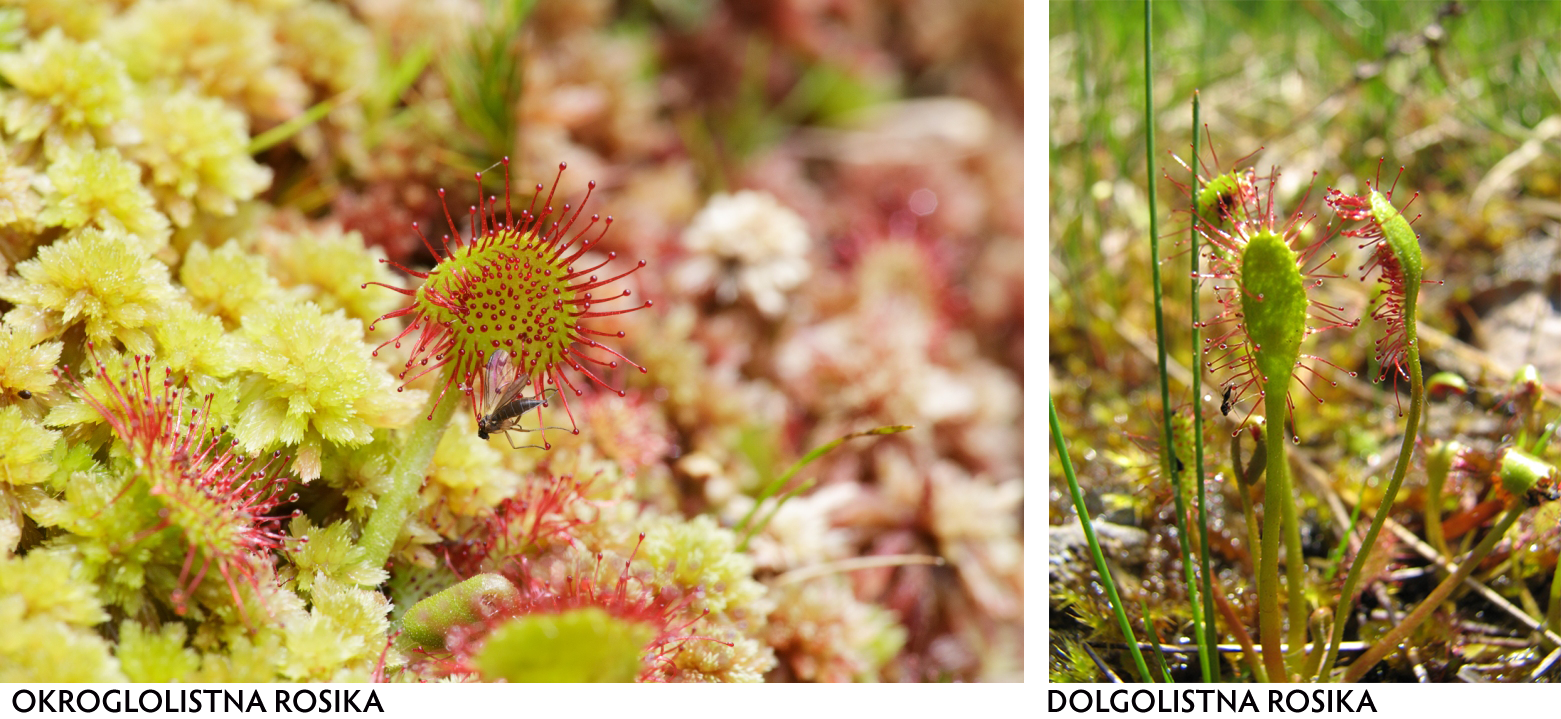 Na Pokljuki rastejo mesojede rastline | Podrobnosti vsebine ...