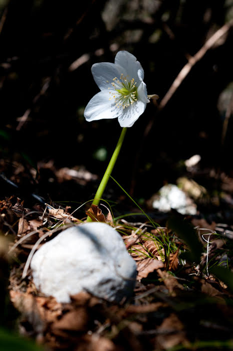 Črni teloh | Podrobnosti vsebine | Triglavska zakladnica