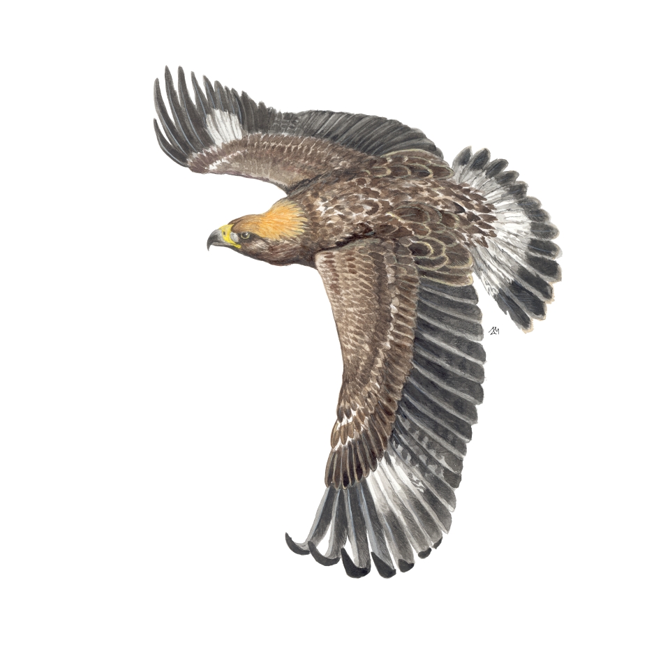 Planinski orel | Podrobnosti vsebine | Triglavska zakladnica