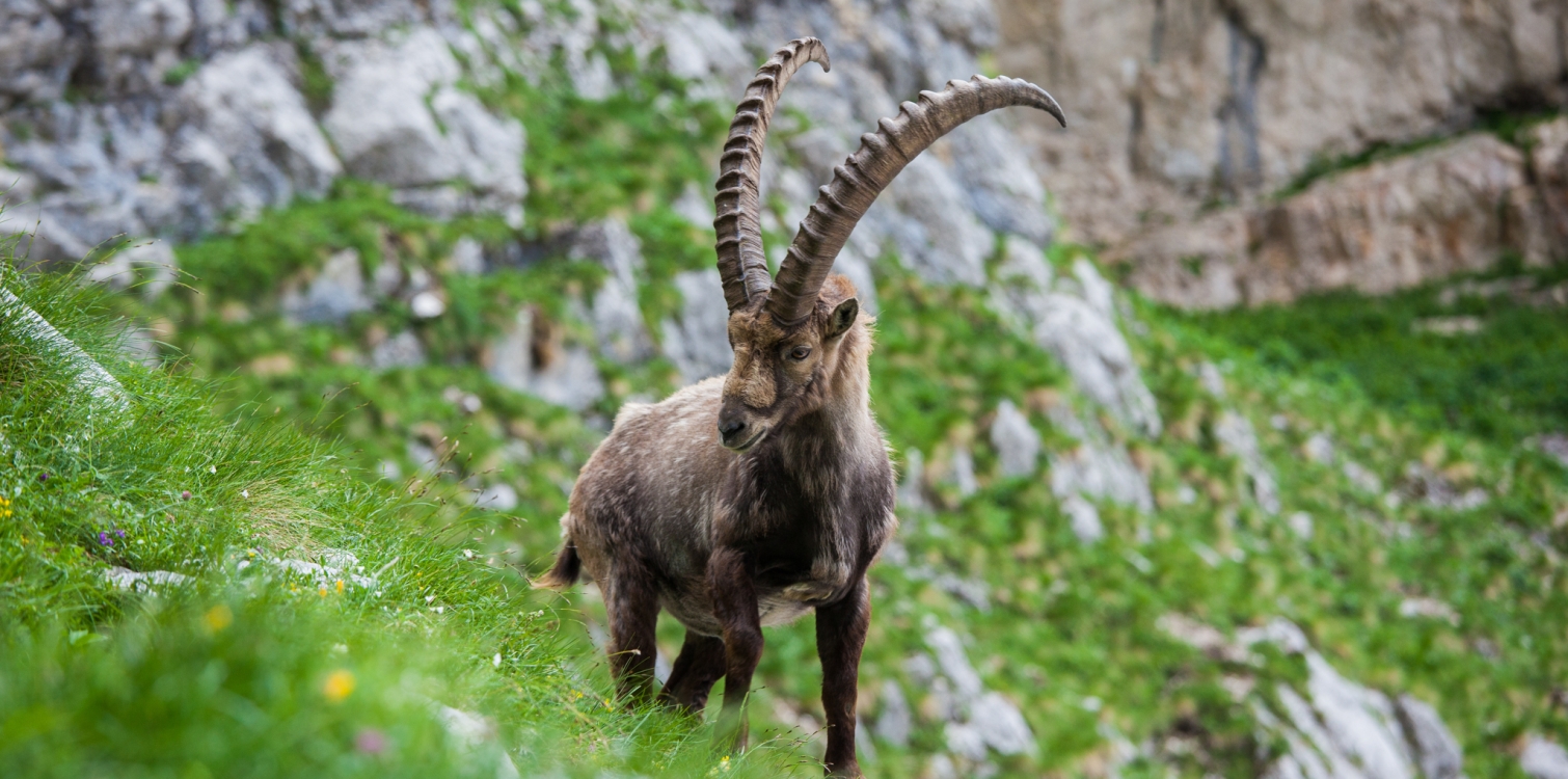 Alpski kozorog | Podrobnosti vsebine | Triglavska zakladnica