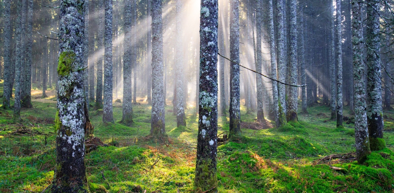 Gozdovi v Triglavskem narodnem parku | Podrobnosti vsebine | Triglavska ...