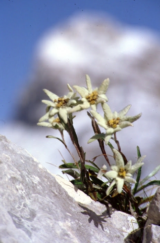 Planika | Podrobnosti vsebine | Triglavska zakladnica