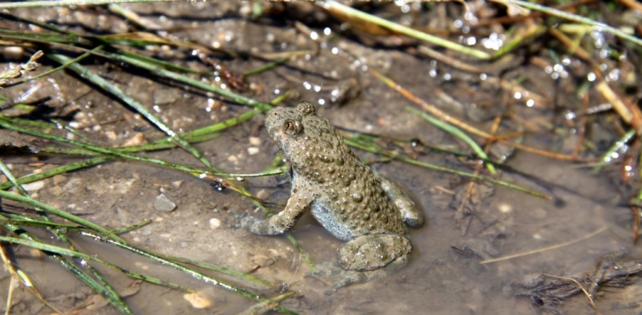 Obnova kalov za izboljšanje stanja habitatov velikega pupka in ...