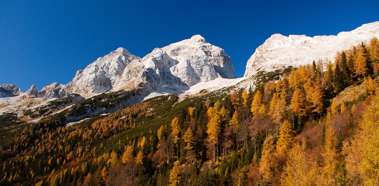 Gozdovi v Triglavskem narodnem parku | Podrobnosti vsebine | Triglavska ...