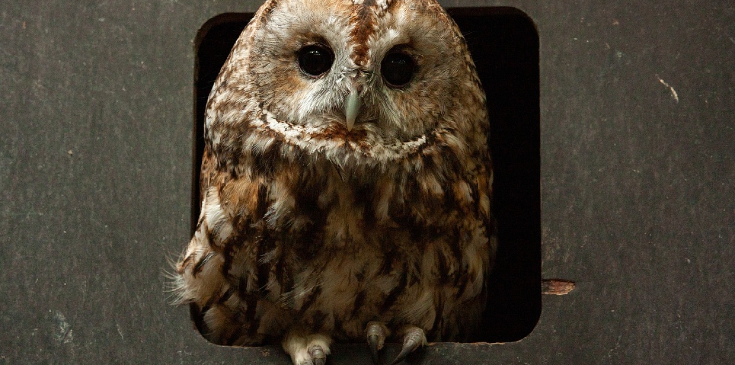 Lesna sova | Podrobnosti vsebine | Triglavska zakladnica