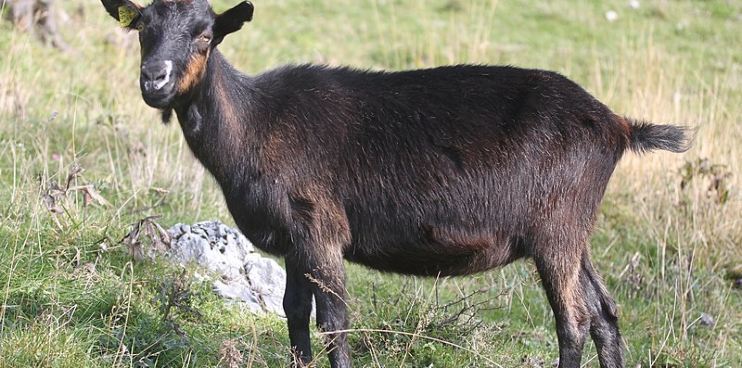 Drežniška koza | Podrobnosti vsebine | Triglavska zakladnica