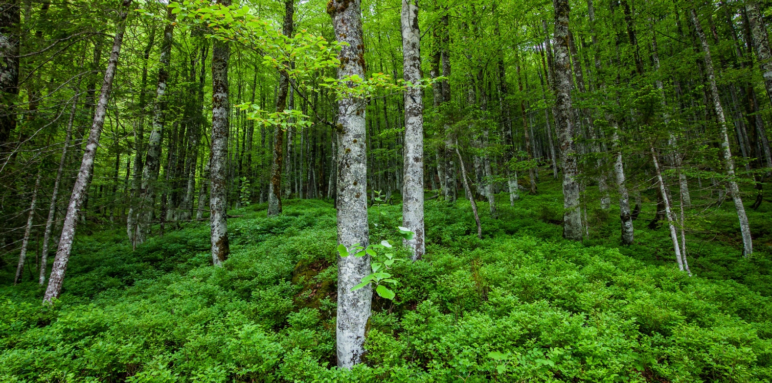 Gozd 1. triada | Triglavska zakladnica