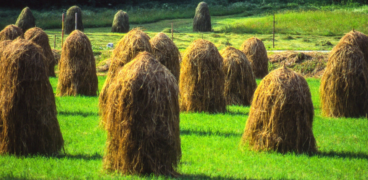 Košnja in spravilo sena nekoč | Podrobnosti vsebine | Triglavska zakladnica